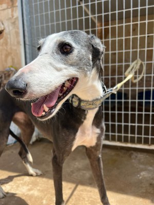 Association Galgos Charity - Adoption de Galgos